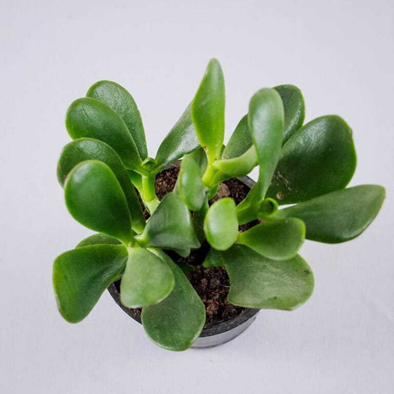 Buy Crassula Ovata, Jade plant | good luck live indoor house plant with pot