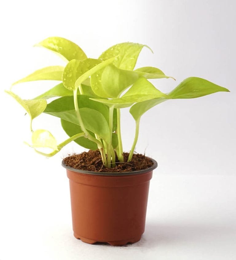 Golden Money Plant Buy Golden Pothos At Nursery Nisarga