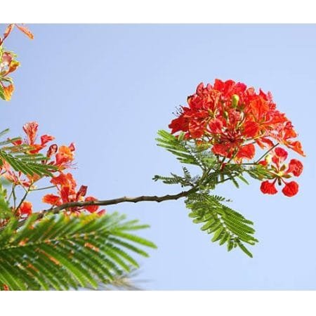 Buy Gulmohar (Delonix Regia) Plant Online at Nursery Nisarga