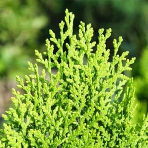 Thuja Golden Vidya Buy (Morpankhi) Plant at Nursery Nisarga