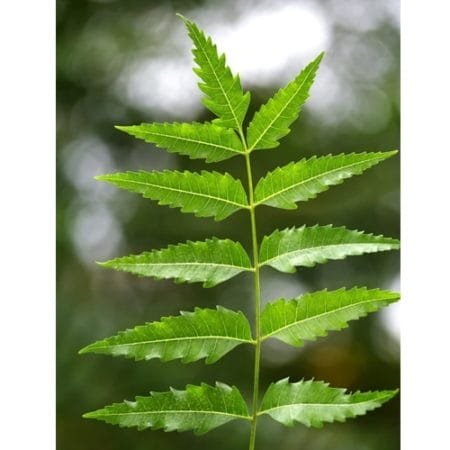 Neem Tree Buy (Azadirachta Indica) online at Nursery Nisarga