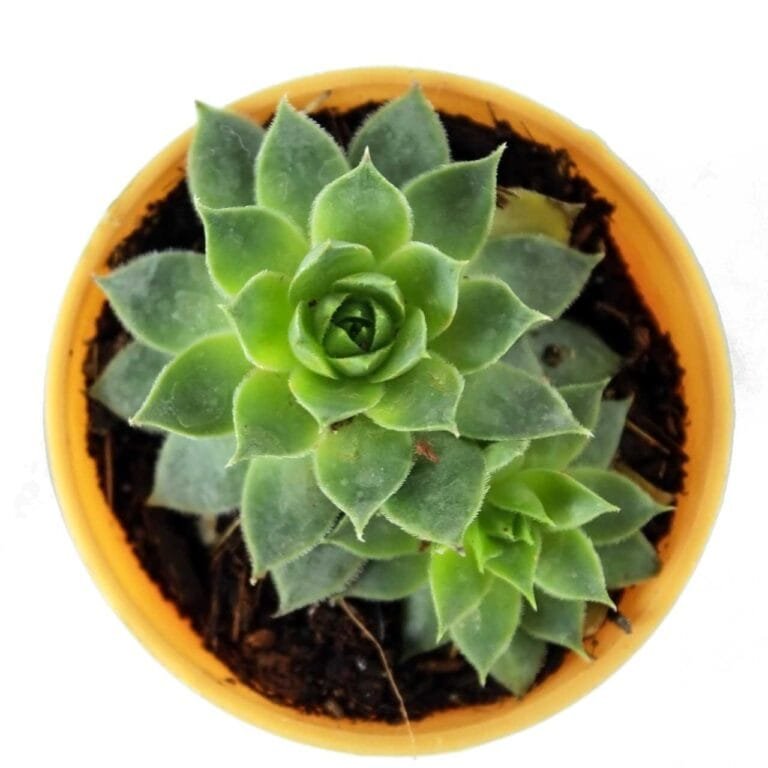 Buy Lakshmi Kamal, Laxmi Kamal - Graptopetalum macdougallii - Plant