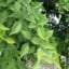 Buy Bel Patra, Aegle Marmelos, Bilva Patra- Plant| Nursery Nisarga