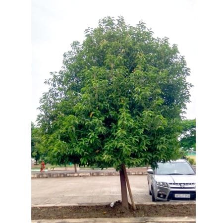 Buy Terminalia Mantaly Green Nursery Nisarga