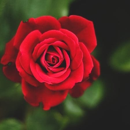 Red Rose, Laal Gulab - Plant Online at Nursery Nisarga