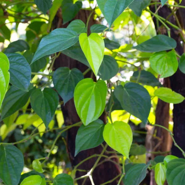 Maghai Paan Buy Piper betel plant online at Nursery Nisarga