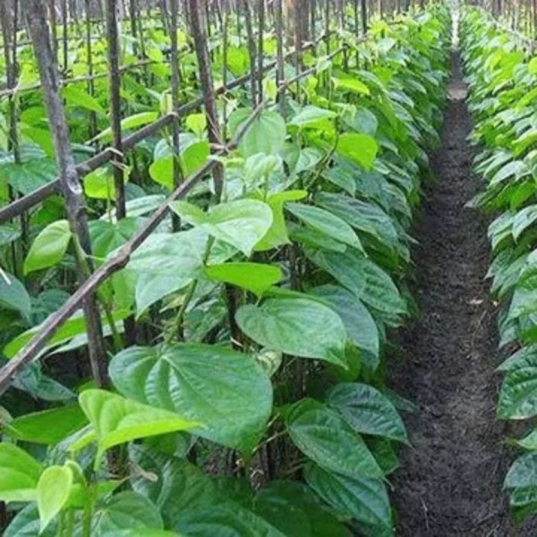 Maghai Paan Buy Piper betel plant online at Nursery Nisarga