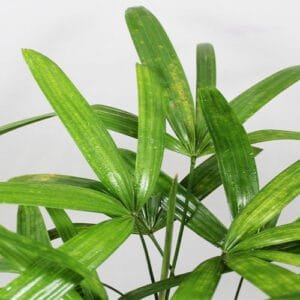 Rhapis Excelsa - Lady Finger Palm - Bamboo Palm at Nisarga
