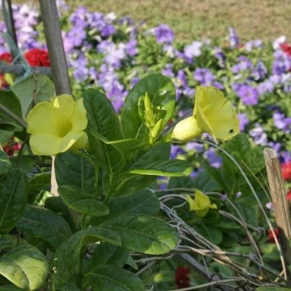 Dwarf allamanda Plant - Pentalinon luteum -Nursery Nisarga