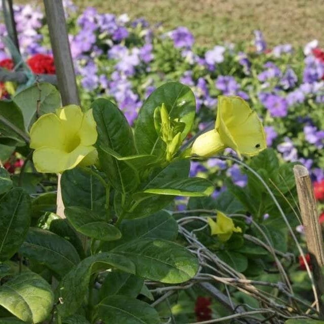 Dwarf allamanda Plant - Pentalinon luteum -Nursery Nisarga
