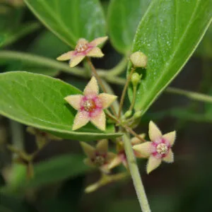 Buy Sindoor, Lipstick Tree (Bixa Orellana) - Plant online at Nursery ...