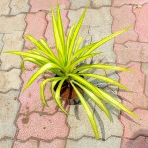 Golden Pandanus Buy Variegated pandanus at Nursery Nisarga