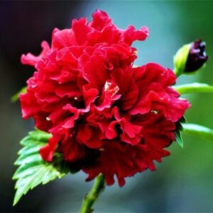 Double Petal Hibiscus Plant (Red Color), Gudhal Double Petal Nursery ...