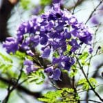 Jacaranda Mimosifolia, Neel Mohar Nursery Nisarga
