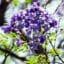 Jacaranda Mimosifolia, Neel Mohar Nursery Nisarga
