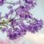 Jacaranda Mimosifolia, Neel Mohar Nursery Nisarga