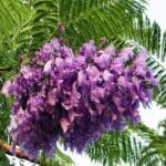 Jacaranda Mimosifolia, Neel Mohar Nursery Nisarga
