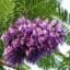 Jacaranda Mimosifolia, Neel Mohar Nursery Nisarga