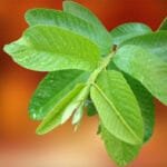Red Guava plant (Lalit Variety) Nursery Nisarga