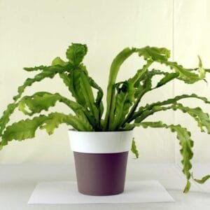 Victoria Bird Nest Fern, Asplenium Victoria - Nursery Nisarga