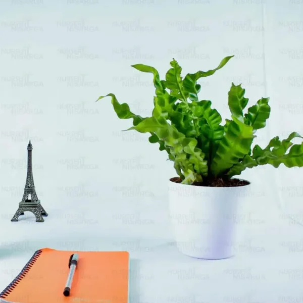 Cobra Fern Buy Asplenium Nidus Plant - Online at Nursery Nisarga