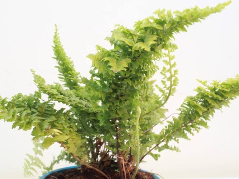 Fluffy Ruffle Fern, Nephrolepis exaltata - Plant Nursery Nisarga
