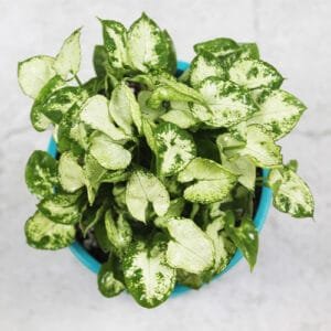 Mini Syngonium Buy 'MINI PIXIE' plant - Nursery Nisarga