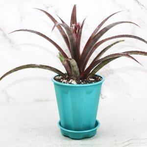 Cryptbergia 'Red Burst' Nursery Nisarga