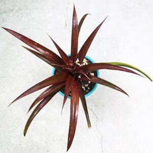 Cryptbergia 'Red Burst' Nursery Nisarga