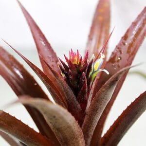 Cryptbergia 'Red Burst' Nursery Nisarga