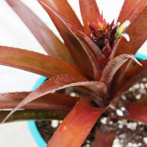 Cryptbergia 'Red Burst' Nursery Nisarga