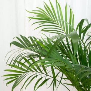 Buy Majesty Palm (Ravenea Rivularis) at Nursery Nisarga