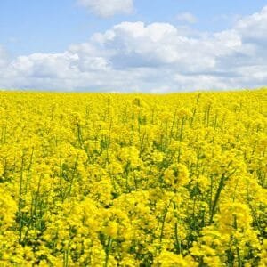 Buy Mustard Seeds (Sarso) Online at Nursery Nisarga