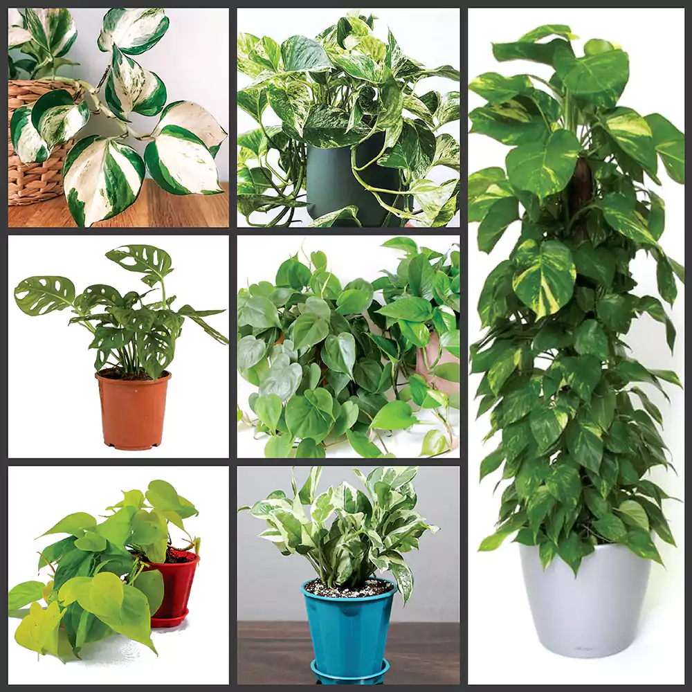 Top 7 Climbers Creepers Plant Pack Nursery Nisarga