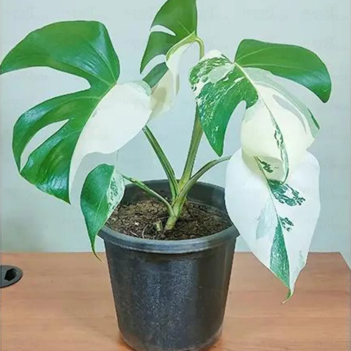 Buy Variegated Monstera Deliciosa | Albo Monstera Plant- Nursery Nisarga