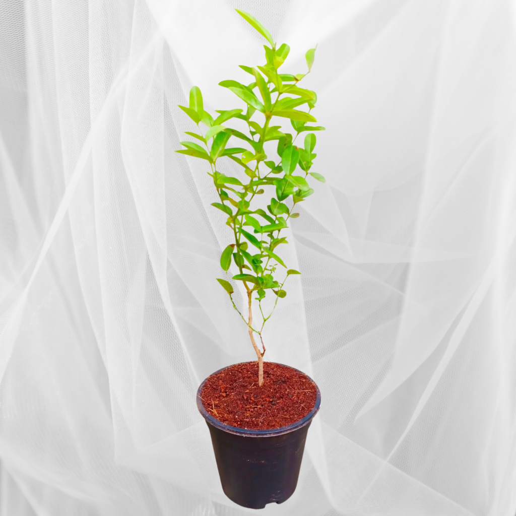 Karonda (Carissa carandas) online at Nursery Nisarga