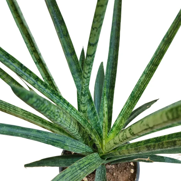 Sansevieria Silver Steel - Air Purifying Snake Plant - Nursery Nisarga