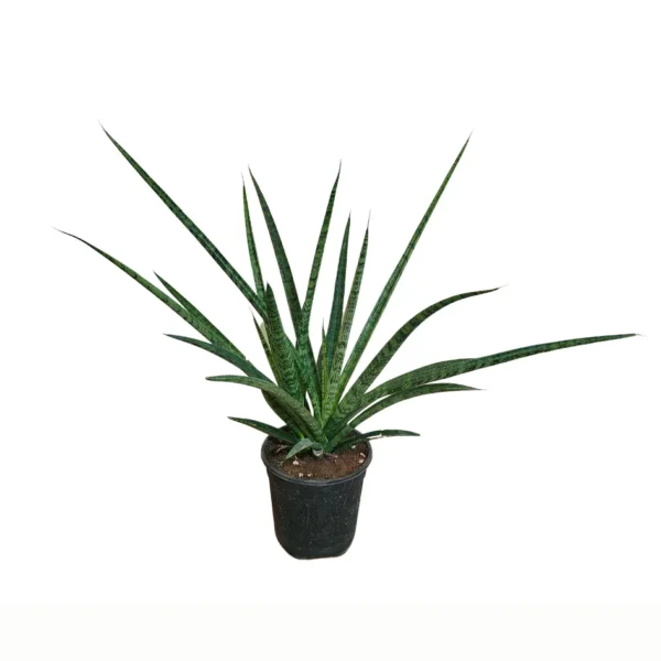 Sansevieria Silver Steel - Air Purifying Snake Plant - Nursery Nisarga