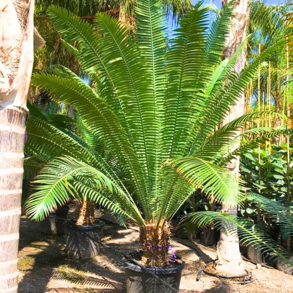 Buy Dioon Spinulosum "giant dioon palm" - plant online at Nursery Nisarga